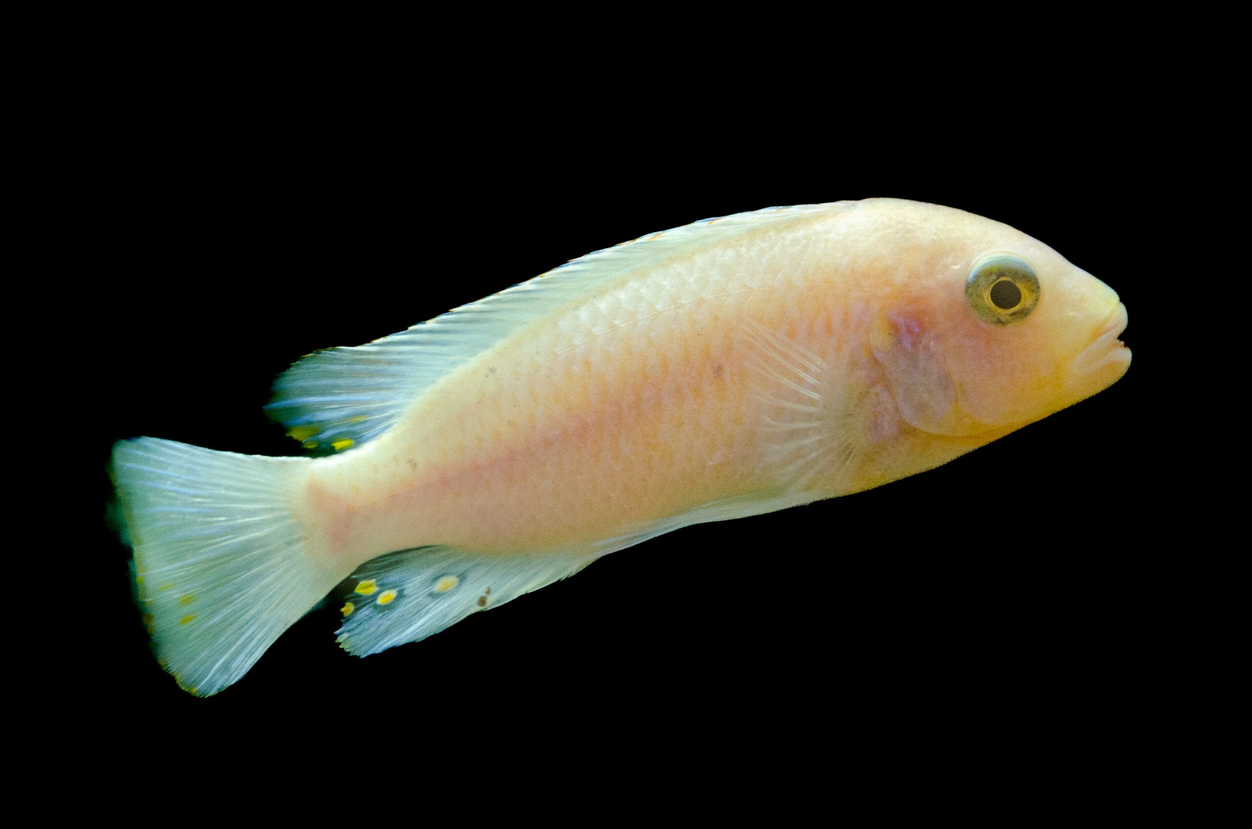 Cichlid Fish