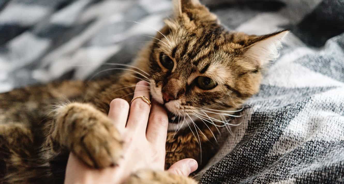 Cat Love Bites How To Stop A Cat From Biting You cat-love-bites-how-to-stop-a-cat-from-biting-you