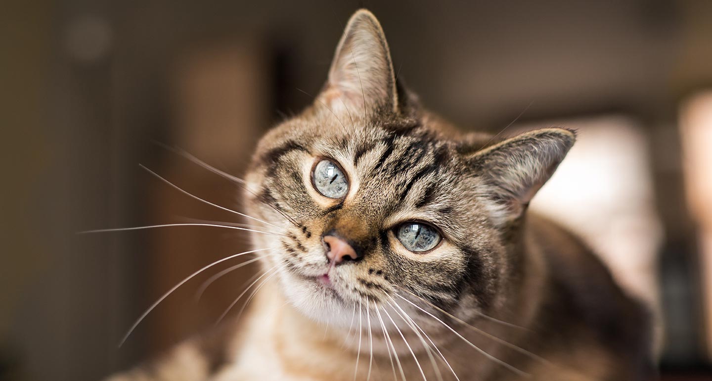 10 Interesting Facts About Cats BeChewy 10 Interesting Facts About Cats BeChewy