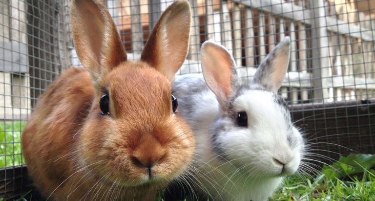 Why Do Rabbits Binky? Rabbit Binkying Explained | BeChewy