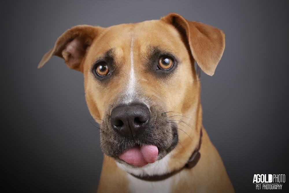 Photographer Uses Pit Bull Pictures to Shed Stereotypes | BeChewy