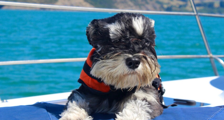 11 Tips for Surviving Road Trips With a Dog | BeChewy