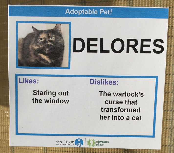 Comedian Creates Funny Adoption Profiles For Shelter Cats | BeChewy
