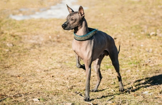 7 Mellow Dog Breeds | BeChewy