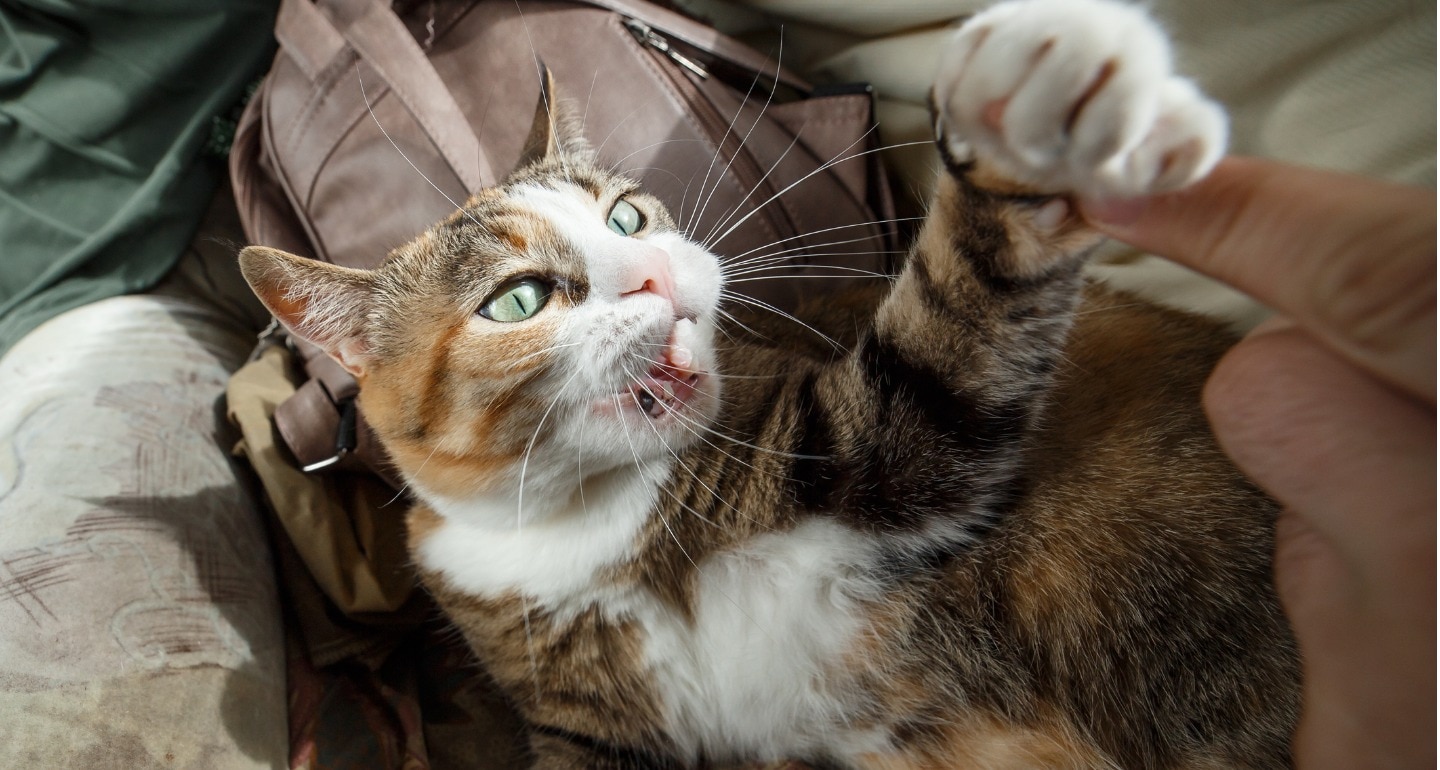 Why Is My Cat Acting Strange After I Come Home From Vacation BeChewy