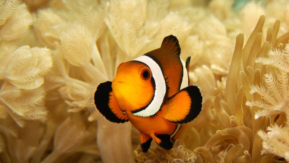 What Is Swim Bladder Disease And How Is It Treated? | BeChewy