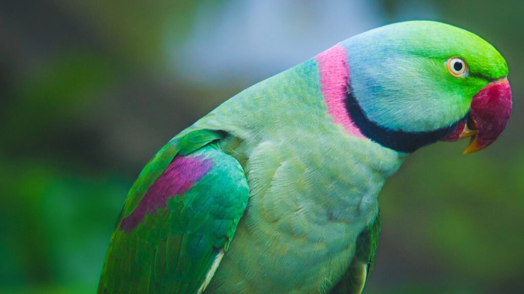 Parrot Beak Strength BeChewy