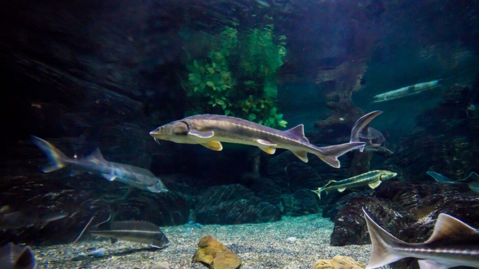 How To Care For Sturgeon Fish at Margaret Fisher blog