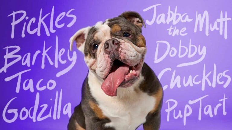 150 Funny Dog Names BeChewy