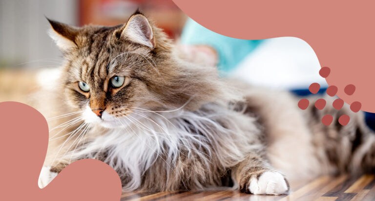 Cat Allergy Medicine: What Can I Give My Cat for Allergies? | BeChewy