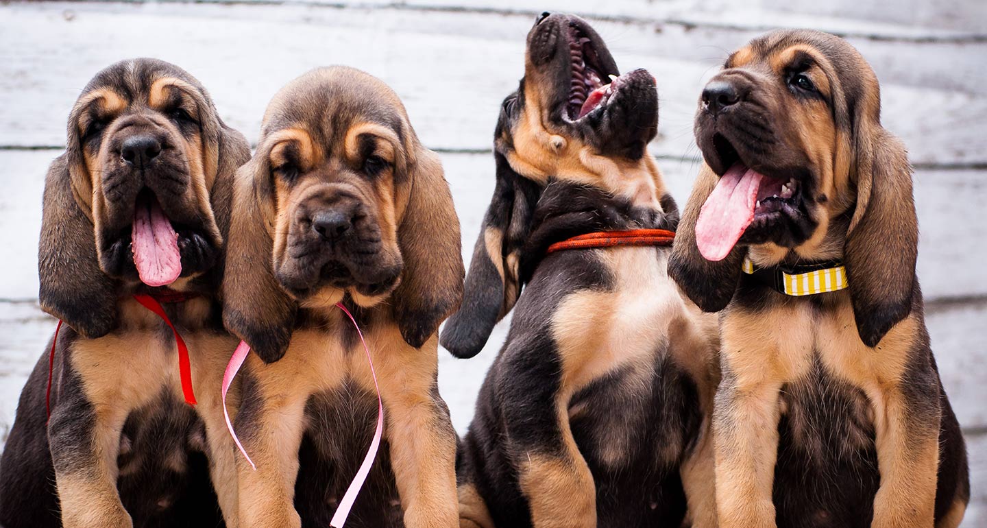 16 Questions To Ask A Dog Breeder BeChewy