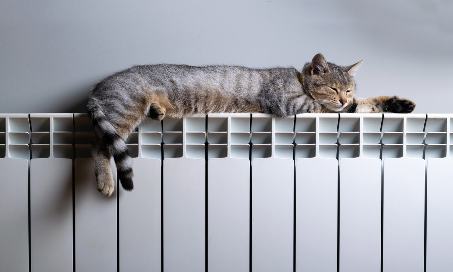 New Cat Guide | BeChewy