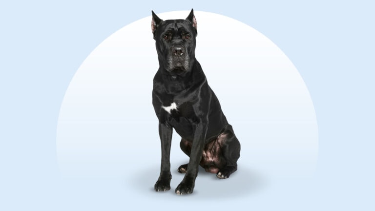 Dogo Argentino Vs Cane Corso Cane Corso Dog Breed Information
