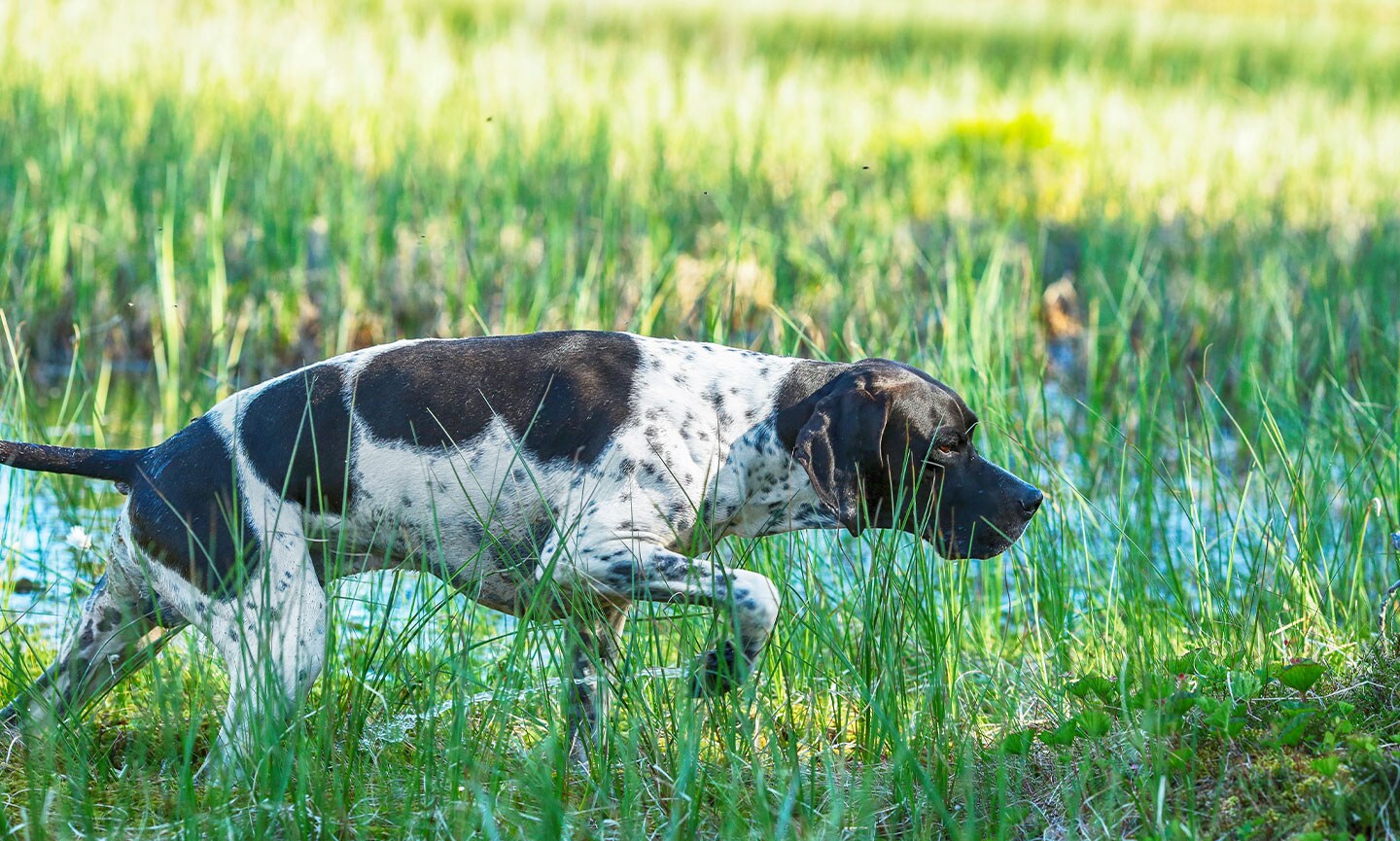 Pointer Breed Characteristics Care Photos BeChewy