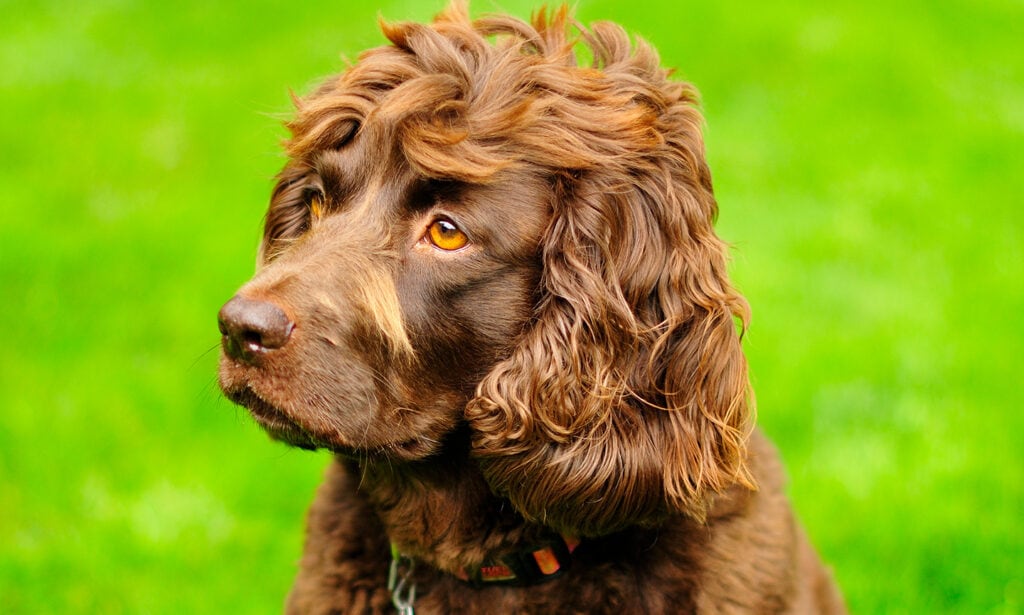 Boykin Spaniel Breed: Characteristics, Care & Photos | BeChewy