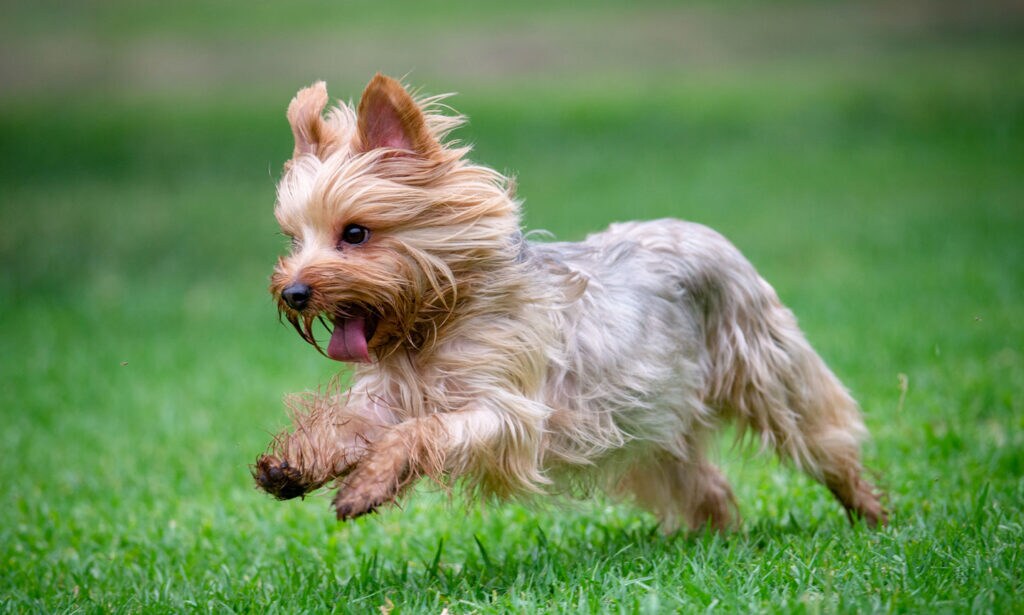 Yorkshire Terrier Personality