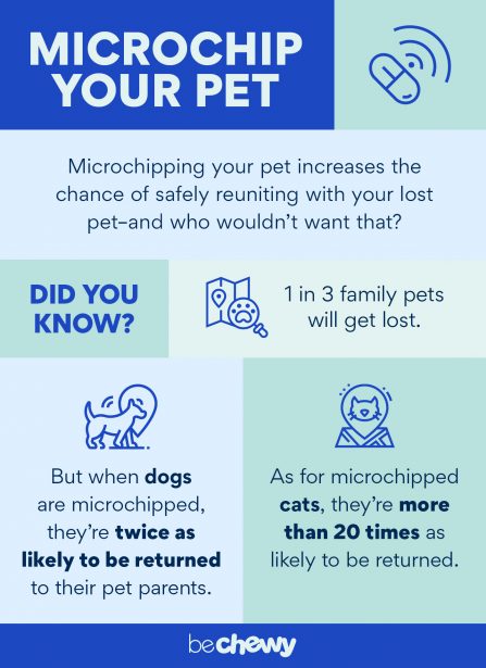 What Is a Pet Microchip? The 411 on Microchipping Dogs and Cats | BeChewy
