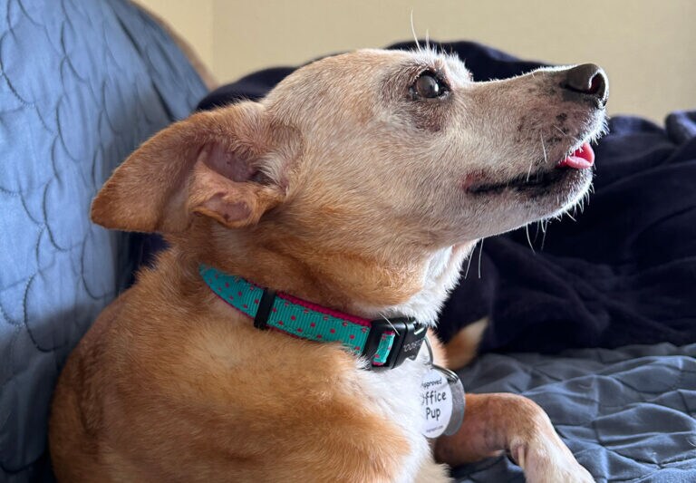 10 Best Dog Collars, Tested and Reviewed | BeChewy