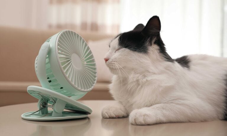 Summer Treats for Cats | BeChewy