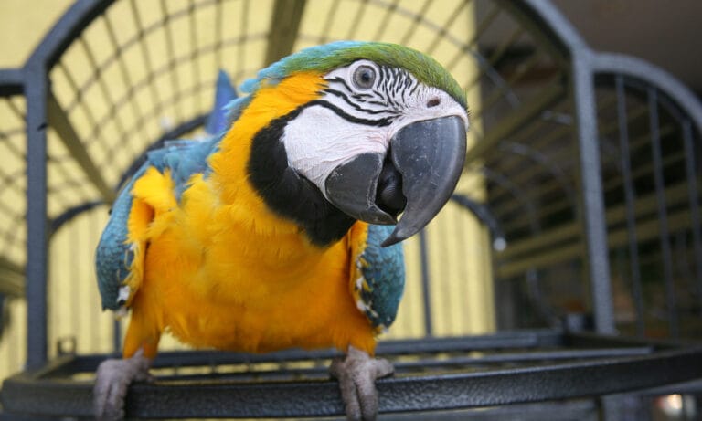 Bird Body Language 101 | BeChewy