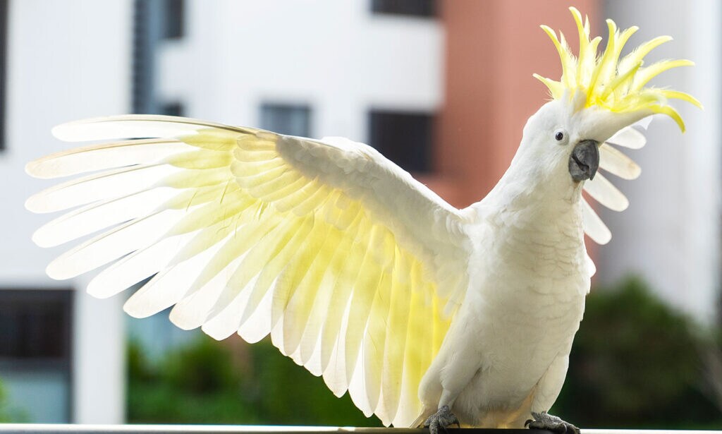 Bird Body Language 101 | BeChewy