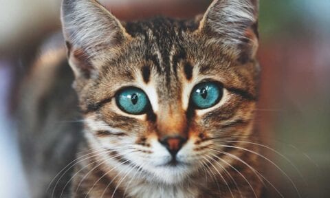 Here’s How Cat Eyes Work and How to Care for Them | BeChewy