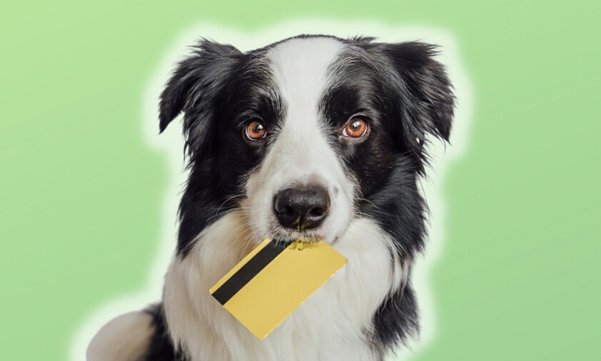 How Much Does A Dog Cost BeChewy