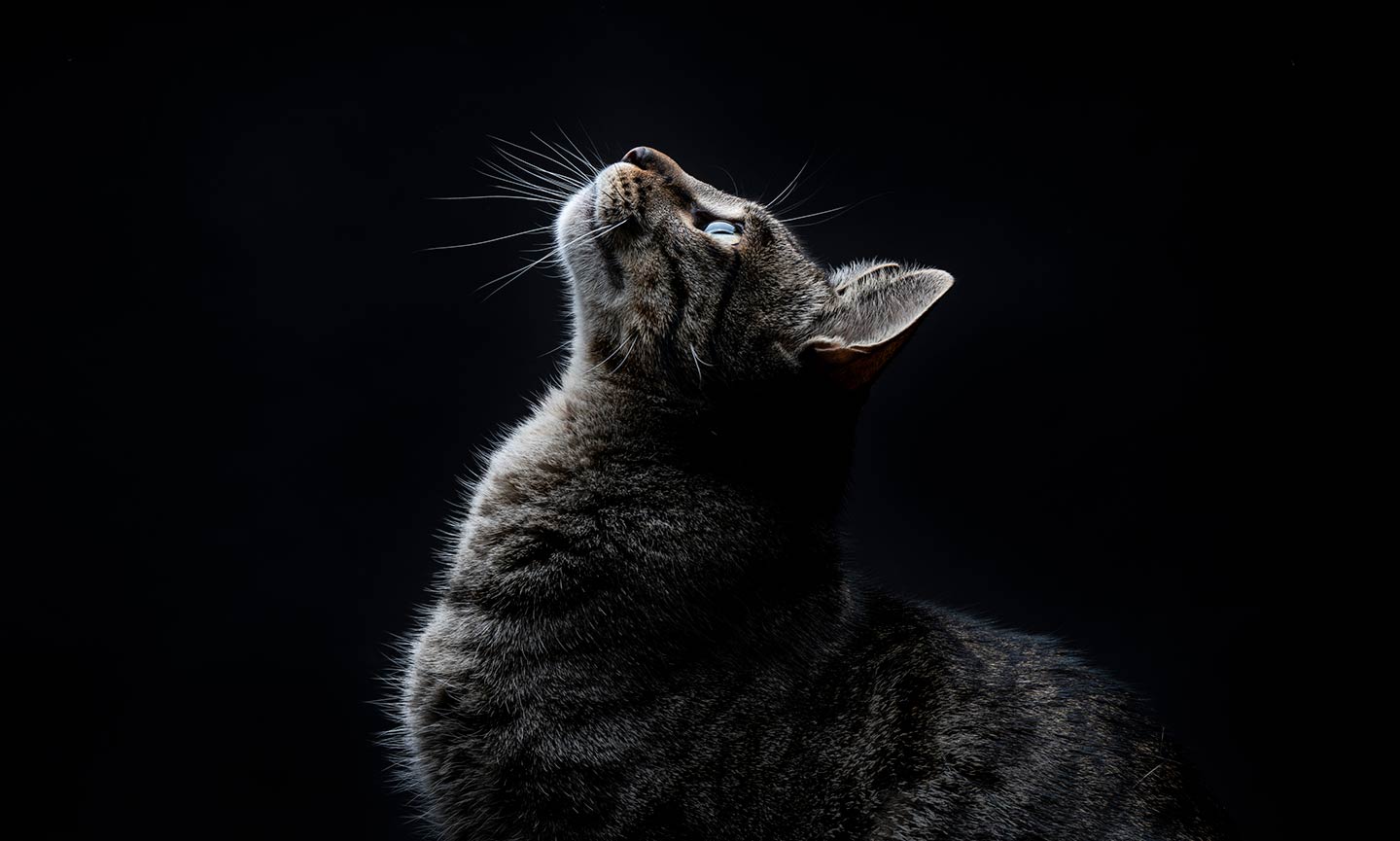 What Color Do Bobcats Eyes Reflect At Night In The Dark Infoupdate
