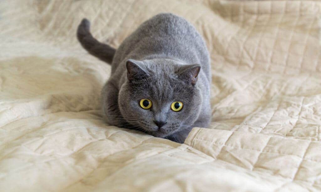 Why Do Cats Loaf? Is It Normal? | BeChewy