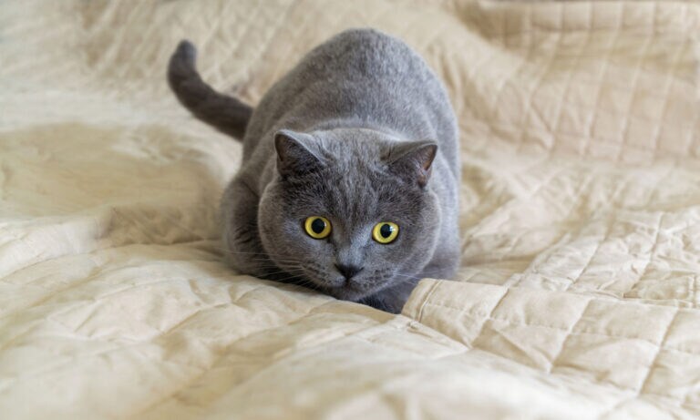 Why Do Cats Loaf Is It Normal Bechewy