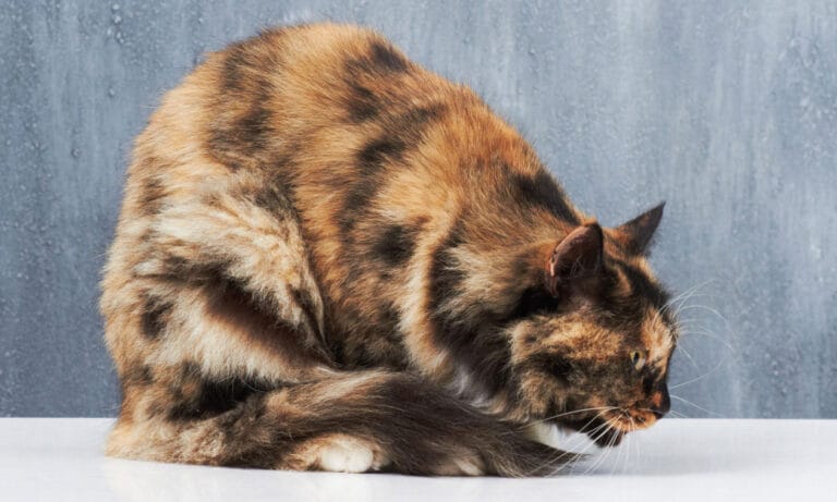 Why Do Cats Loaf Is It Normal Bechewy