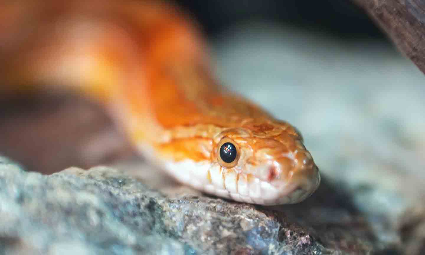 What Do Snakes Eat? A Guide To Feeding Your Pet Snake | BeChewy