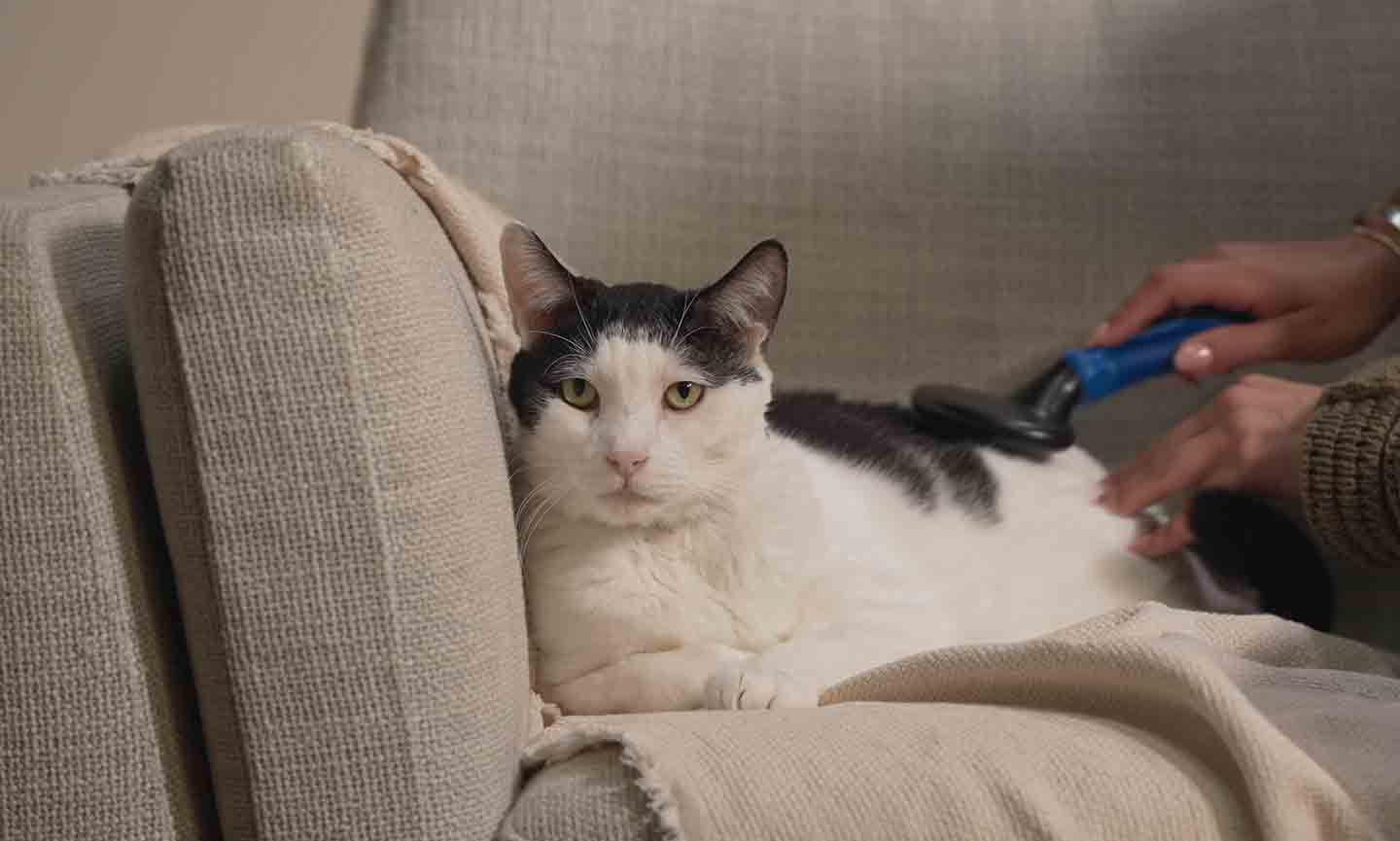 Cat Dandruff | BeChewy