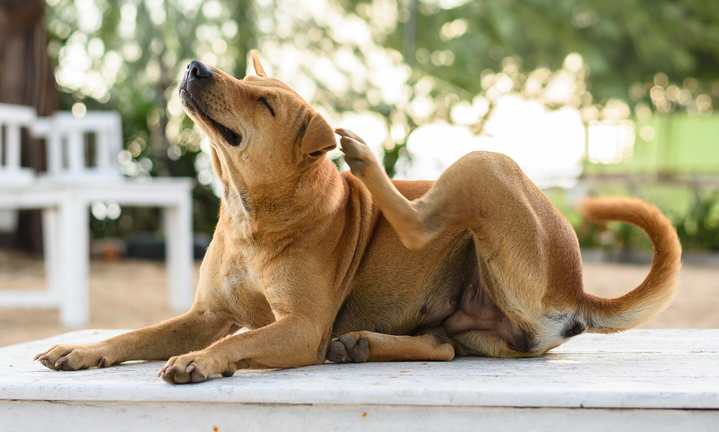 What Is Dog Mange? Symptoms, Treatment and More | BeChewy