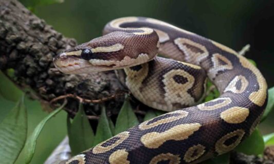 The 10 Best Pet Snake Species | BeChewy