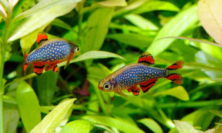 The 10 Best Pet Fish for Beginners | BeChewy