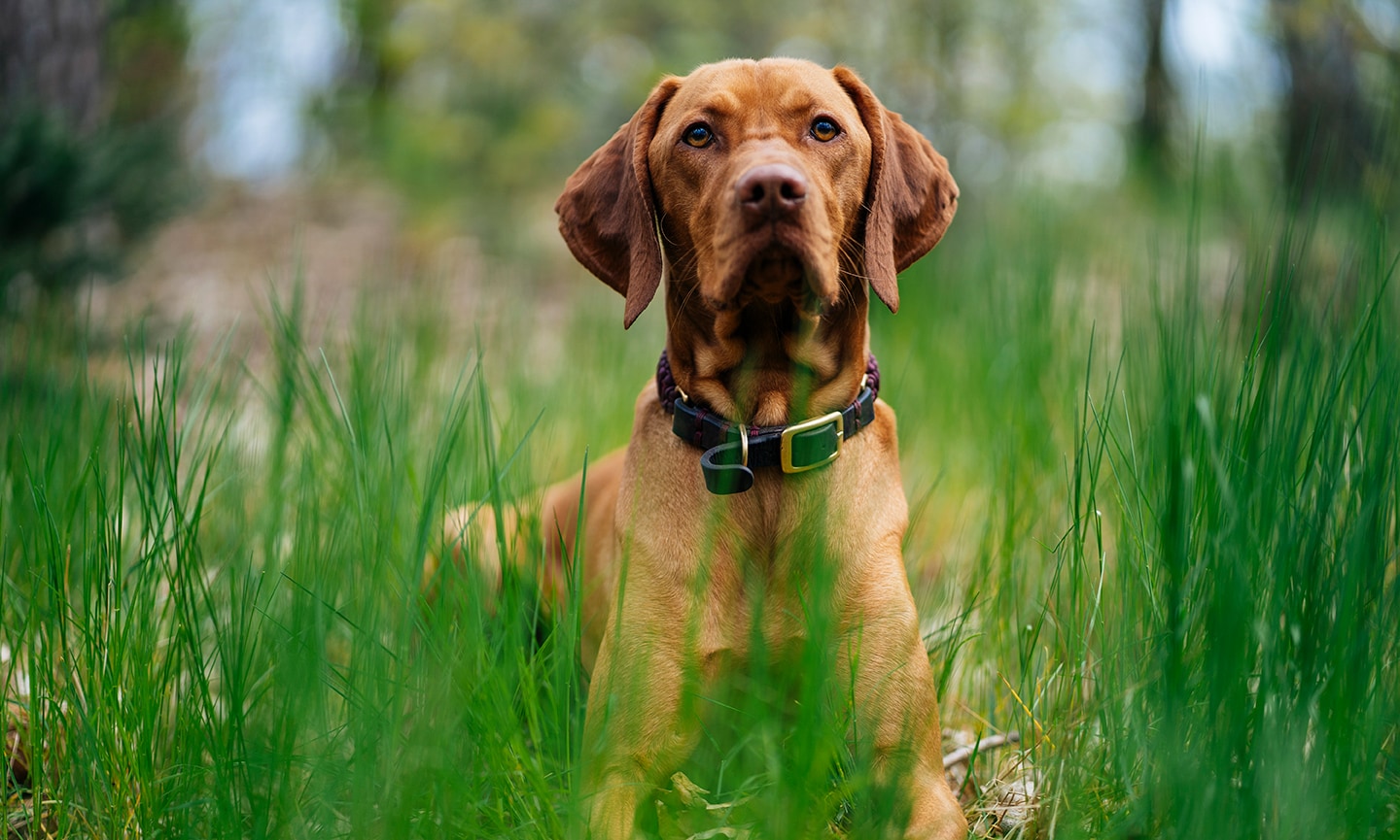 Lyme Disease In Dogs Ears Lyme Disease In Dogs: Symptoms, Treatment