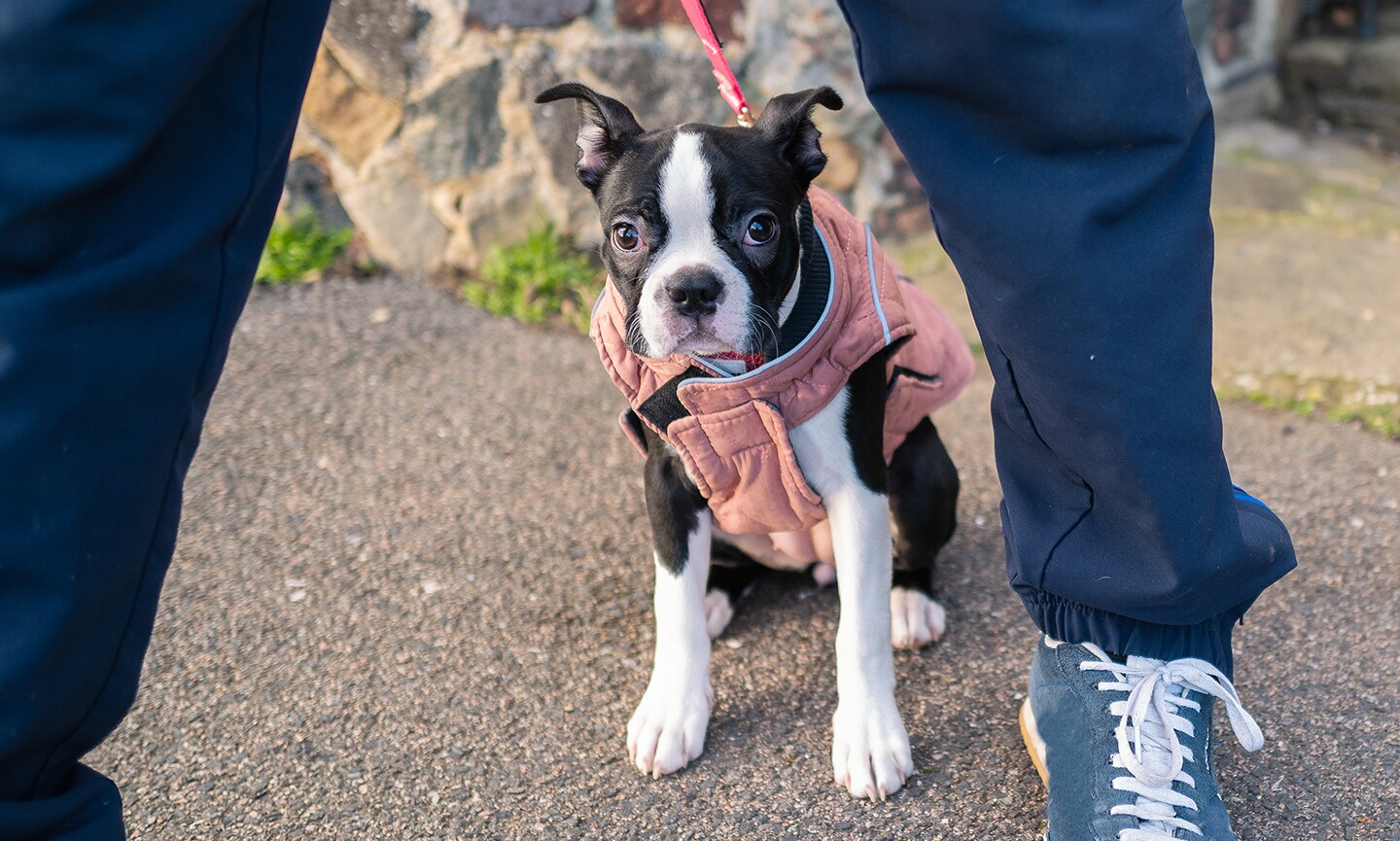 8 Ways To Help a Shy or Reserved Dog Gain Confidence | BeChewy