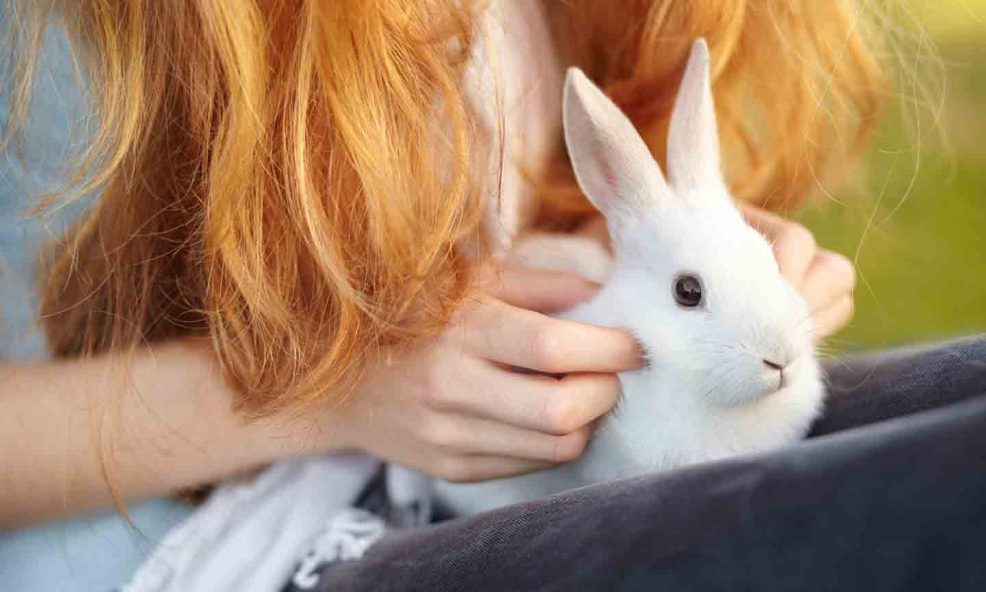 How to Pet a Rabbit the Right Way | BeChewy