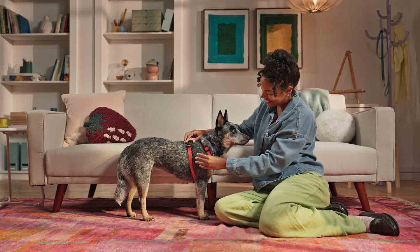 How to Put On a Dog Harness: A Simple, Step-By-Step Guide | BeChewy