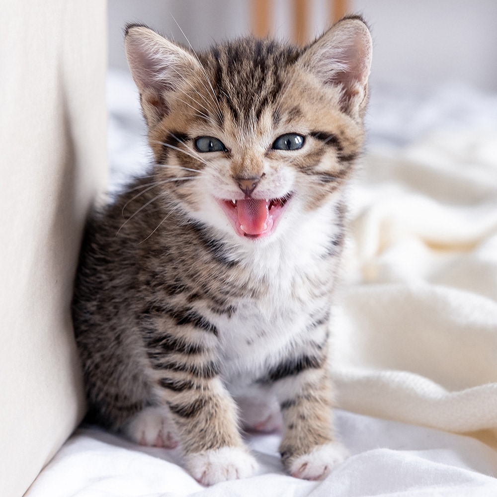 4 Week Old Kitten What Do You Feed A 5 Week Old Kitten New Arrivals