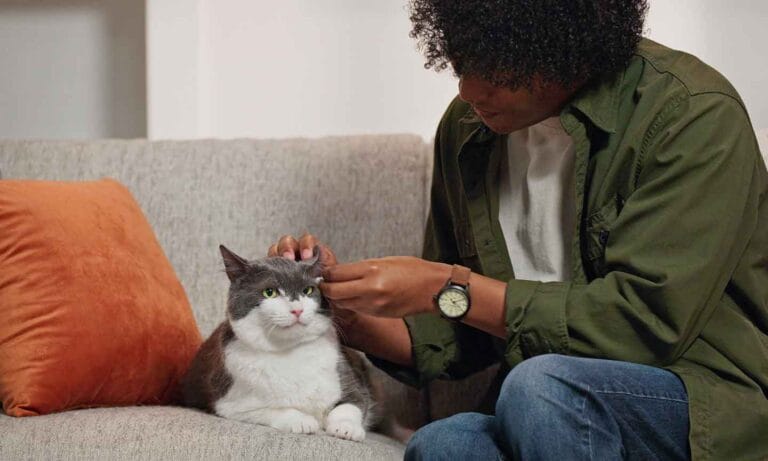 How To Clean Cat Ears Step By Step Instructions Bechewy