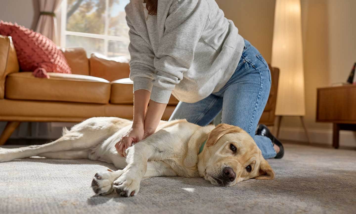 How To Give Your Dog CPR: A Step-by-Step Guide | BeChewy