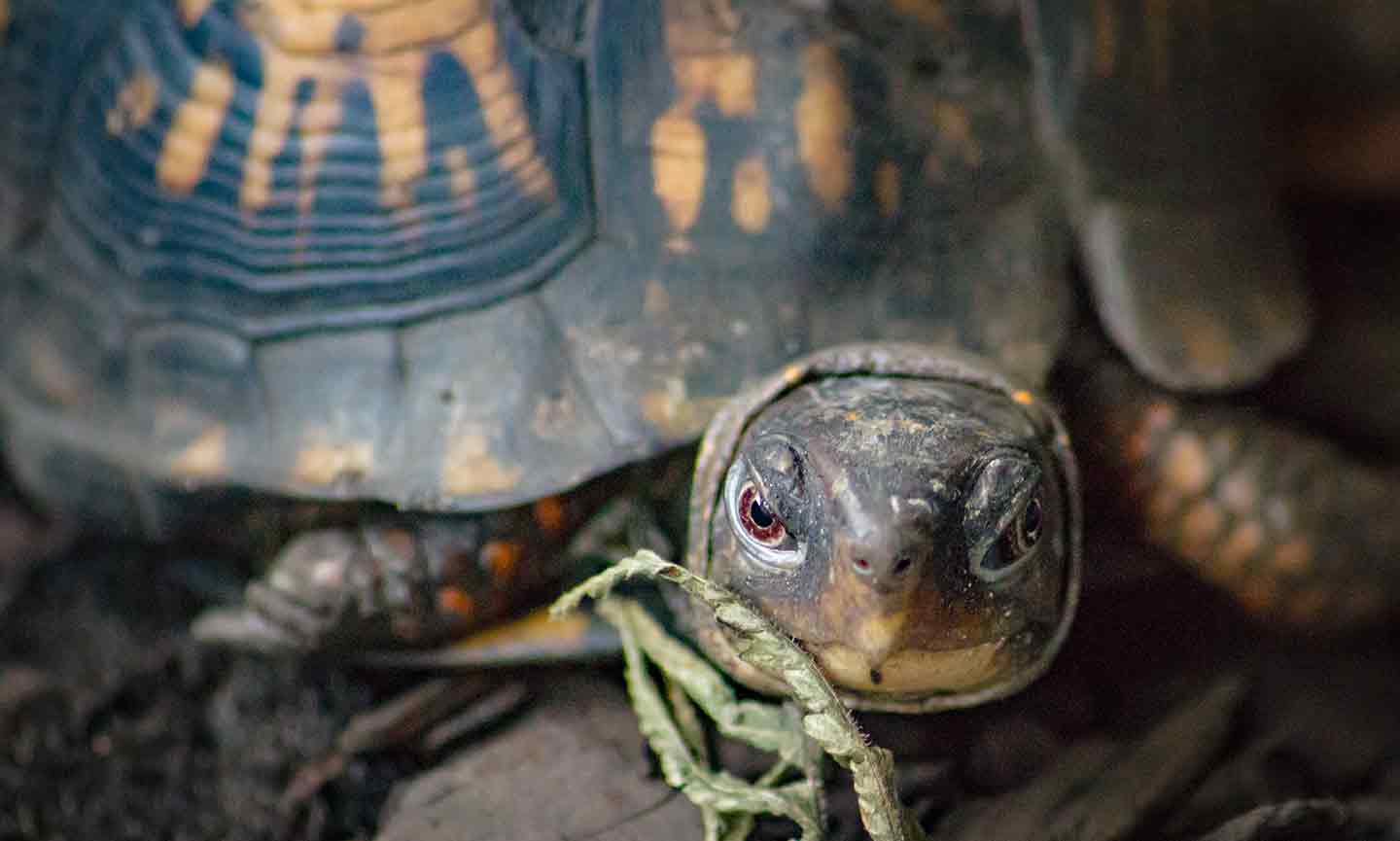 Eastern Box Turtle Eating Meet North Carolina's State Reptile, The