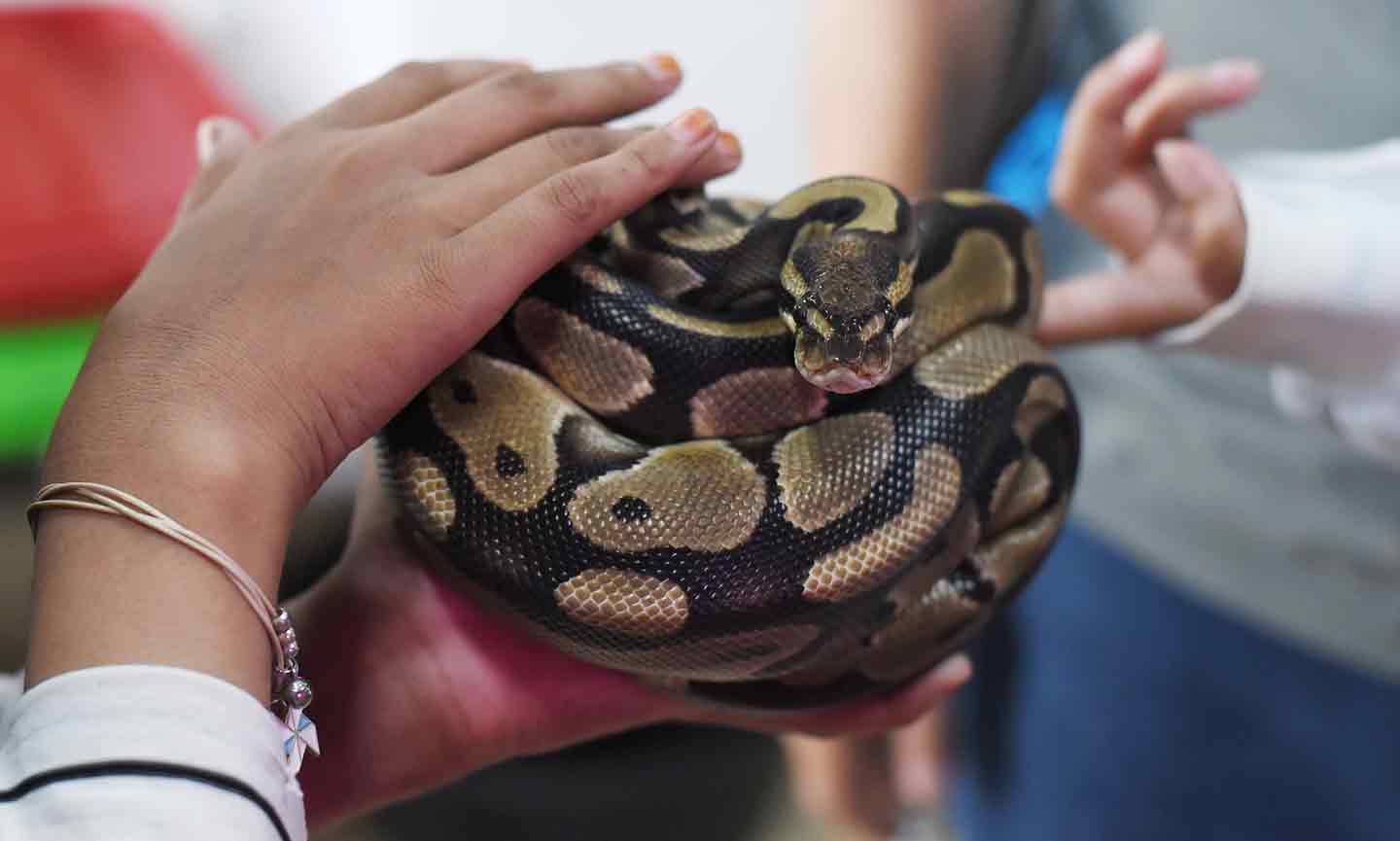 Smallest Pet Snake 10 Small Pet Snakes That Stay Small Forever (With