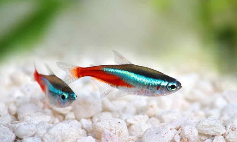The 25 Best Small Aquarium Fish for Your Freshwater Tank | BeChewy