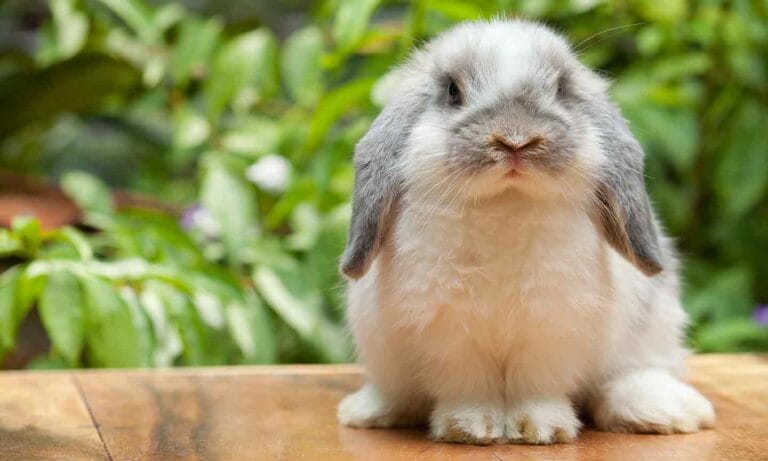 The 10 Best Rabbit Breeds for Beginners | BeChewy