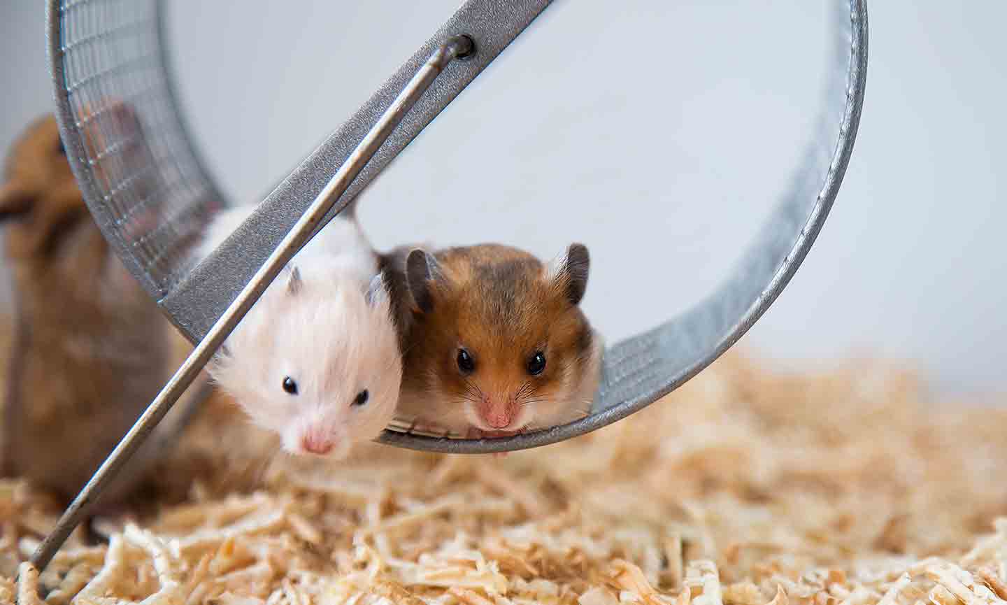 Racas De Hamster Fofo Hamster Fica Duro Quando Hiberna? Veterinários