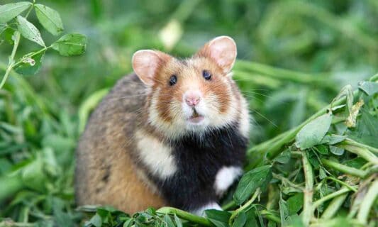 Where Do Hamsters Come From? Discover Their Wild Origins | BeChewy