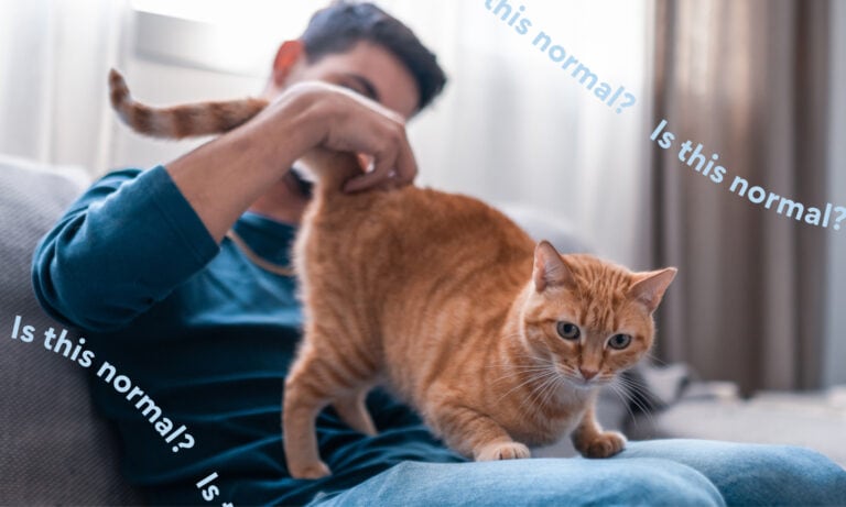 How To Stop Cat Spraying (And Why Cats Do It in the First Place) | BeChewy